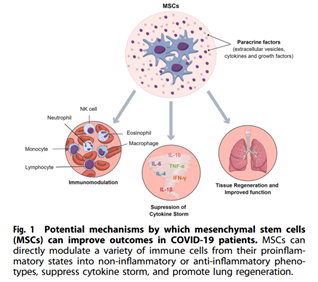 Further validation of the efficacy of mesenchymal stem cell infusions ...